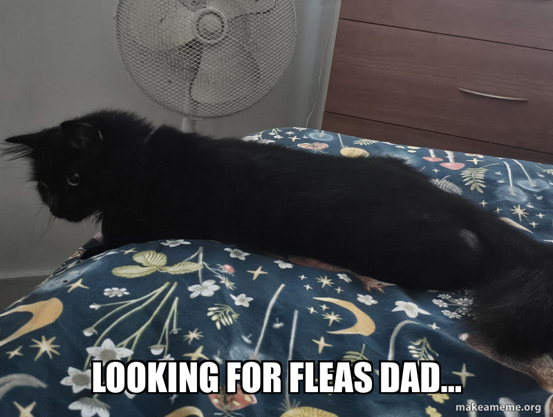 Looking for fleas dad... Meme Generator