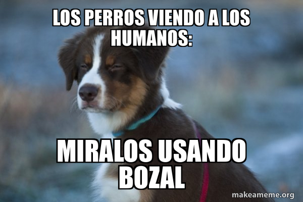 Los perros viendo a los humanos: Miralos usando bozal - Unsure Dog Meme ...