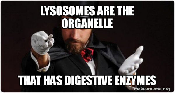 Lysosomes are the organelle That has digestive enzymes - Magician (for ...