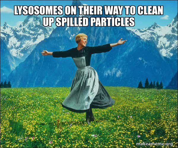 Lysosomes on their way to clean up spilled particles - Sound of Music ...