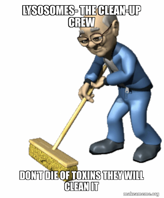 lysosomes- the clean-up crew don't die of toxins they will clean it ...