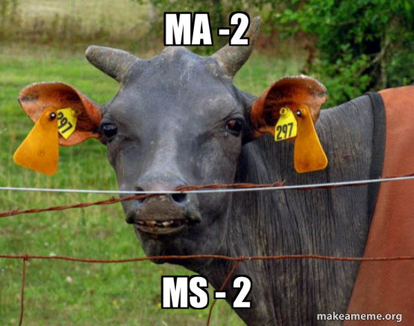 MA -2 MS - 2 - Hairless Cow Meme Generator