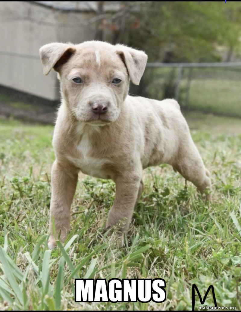 magnus Meme Generator