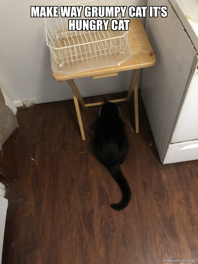 Makeway grumpy cat is hungry cat : r/memeswithoutmods