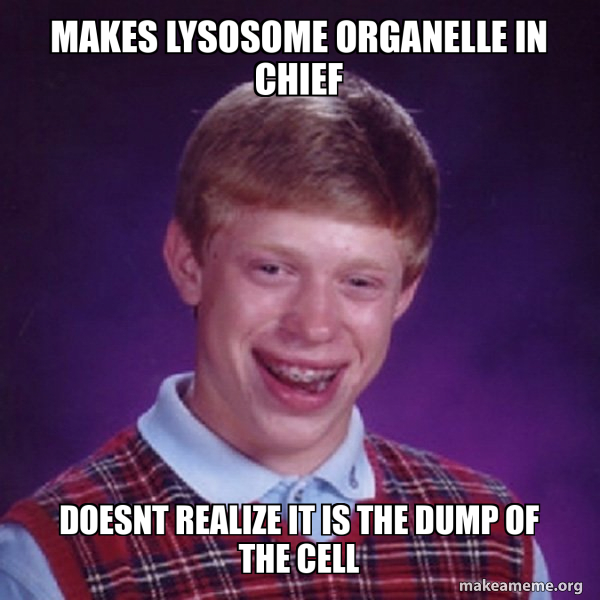 makes lysosome organelle in chief doesnt realize it is the dump of the ...
