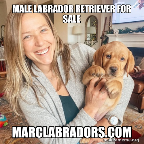 Male Labrador retriever for sale marclabradors.com Meme Generator
