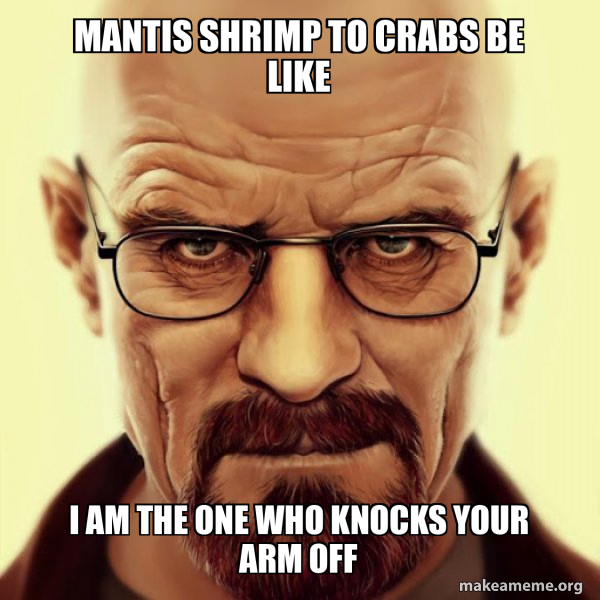 mantis shrimp to crabs be like I am the one who knocks your arm off - Walter White Breaking Bad ...