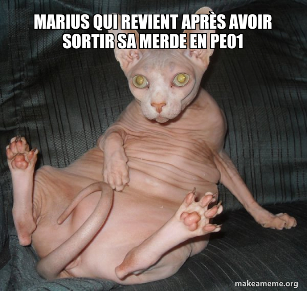 Marius qui revient après avoir sortir sa merde en PE01 - Hairless Cat ...