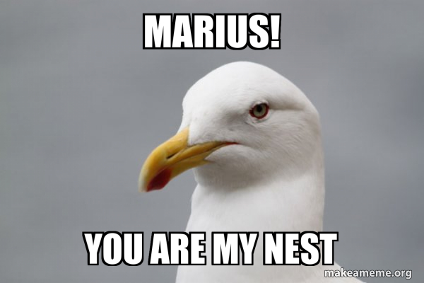 Marius! you are my nest - Stuff That Didn't Happen Seagull Meme Generator