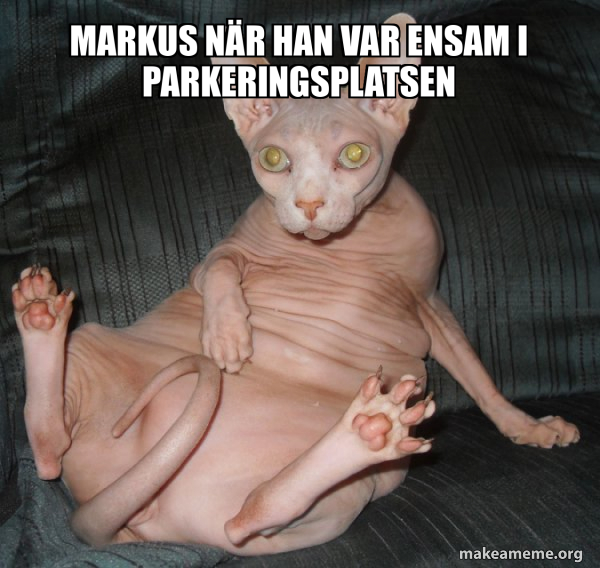 Markus när han var ensam i parkeringsplatsen - Hairless Cat Meme Generator