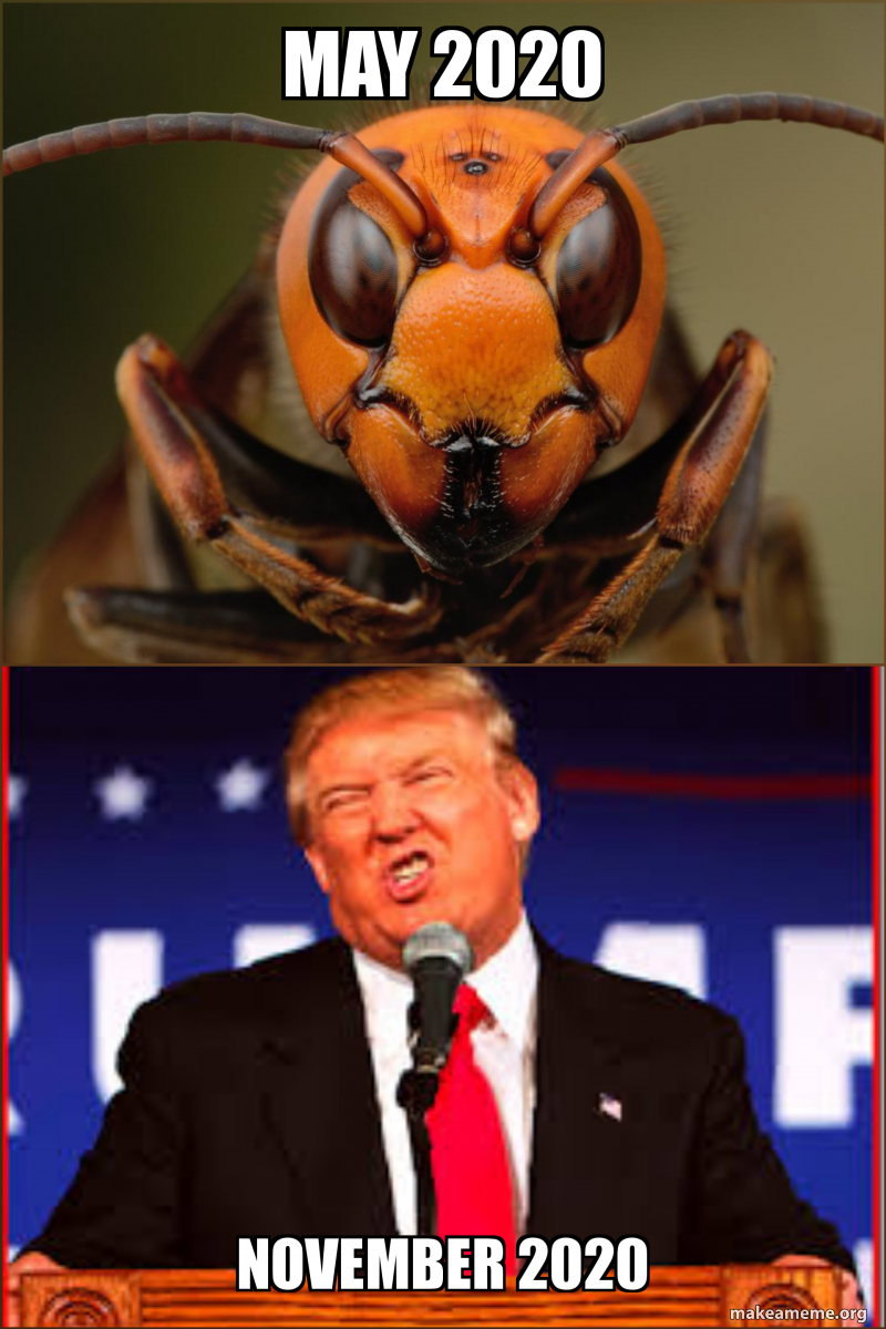 May 2020 November 2020 Meme Generator