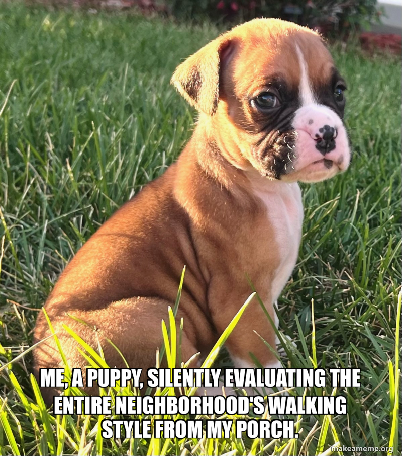 Me, a puppy, silently evaluating the entire neighborhood's walking ...