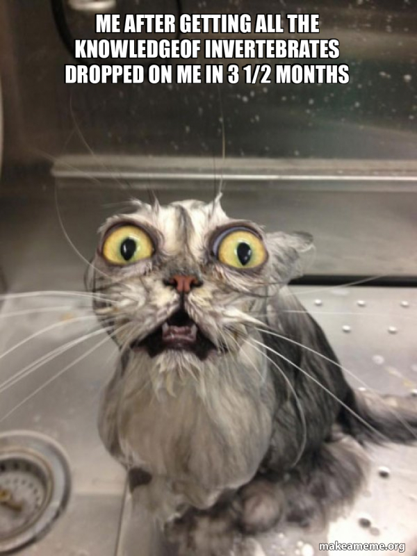 Me after getting all the knowledgeof invertebrates dropped on me in 3 1 ...