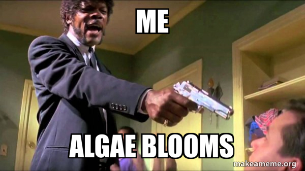 me algae blooms - Samuel L. Jackson Say What Meme Generator
