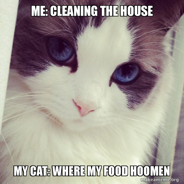 Me: Cleaning the house My cat: Where my food Hoomen - Ridiculously ...