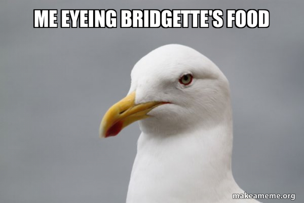 me eyeing bridgette's food - Stuff That Didn't Happen Seagull Meme ...