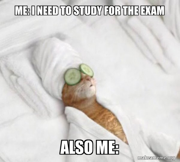 Me: I need to study for the exam Also Me: - Pampered Cat Meme Meme ...