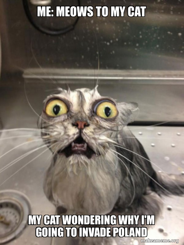 Me: meows to my cat my cat wondering why I'm going to invade Poland ...
