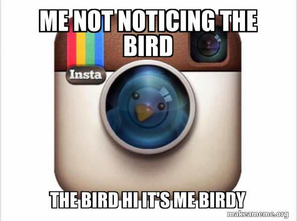me not noticing the bird the bird hi it's me birdy - Instagram twitter ...
