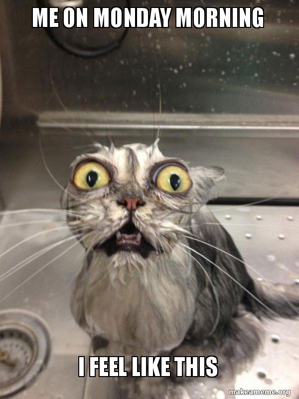 ME on monday morning I feel like this - Cat bath Meme Generator