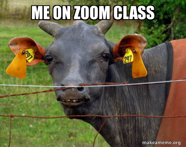 me on zoom class - Hairless Cow Meme Generator
