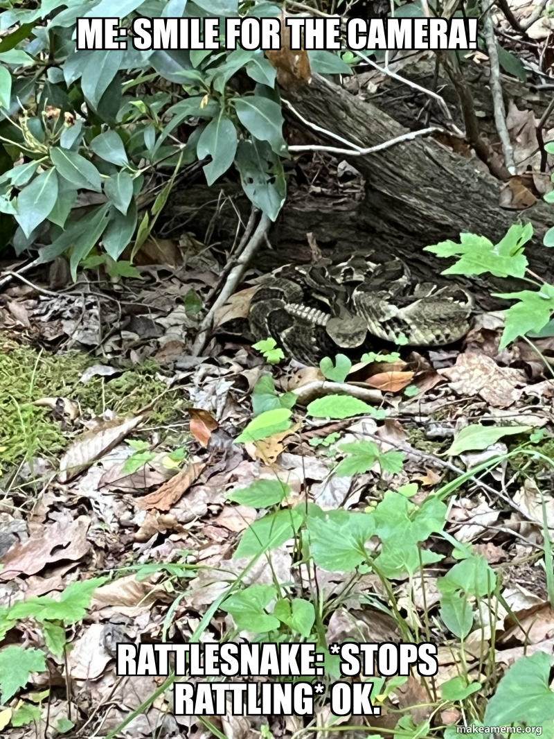 Me: Smile for the camera! Rattlesnake: *stops rattling* ok. Meme Generator