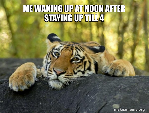 me waking up at noon after staying up till 4 - Confession Tiger Meme ...