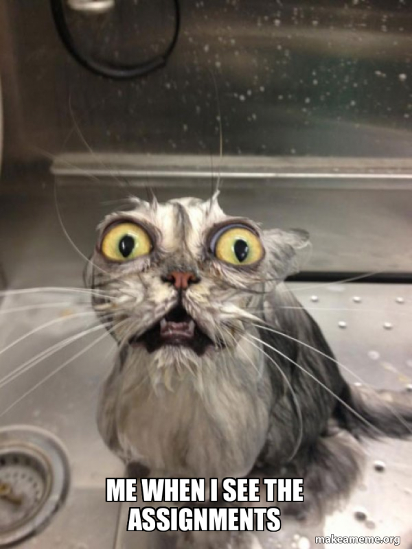me when i see the assignments - Cat bath Meme Generator