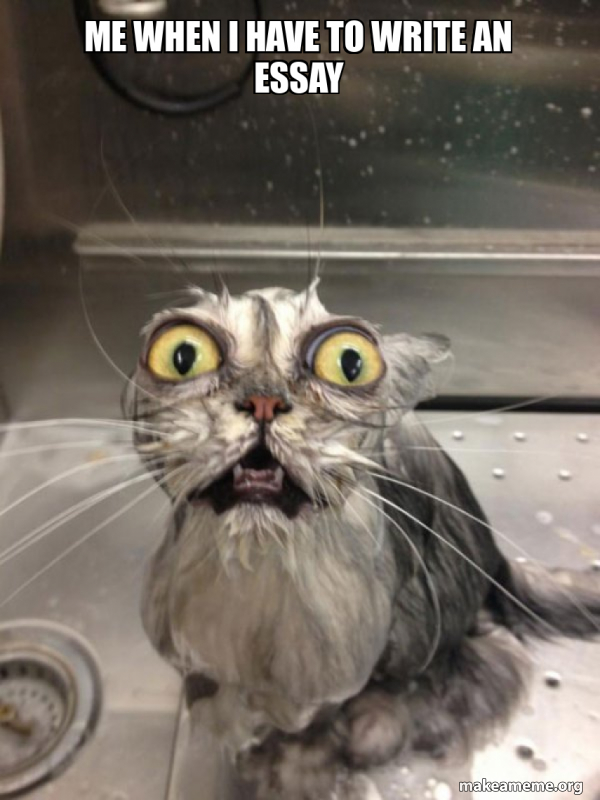 Me when I have to write an essay - Cat bath Meme Generator