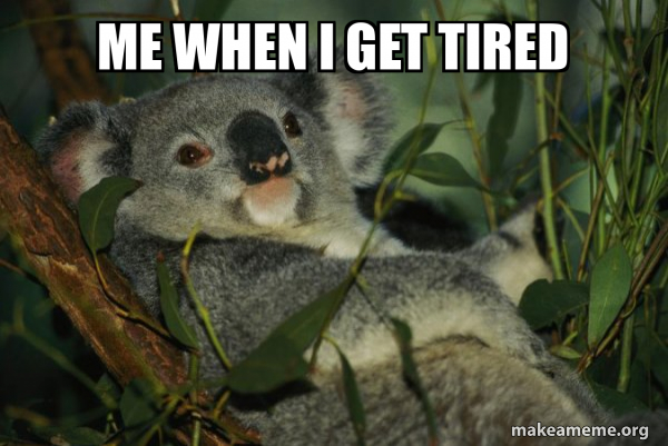 ME WHEN I GET TIRED - Laid Back Koala Meme Generator