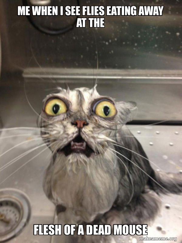 me when i see flies eating away at the flesh of a dead mouse - Cat bath ...