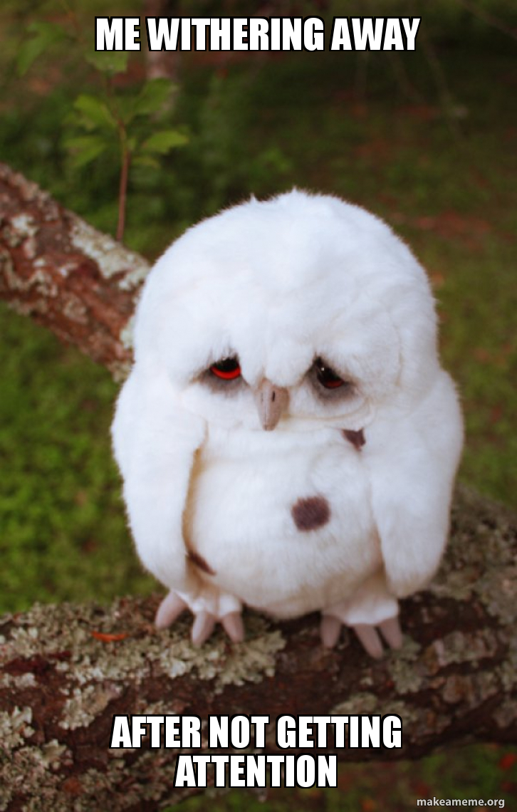 me withering away after not getting attention - Sad Owl Meme Generator