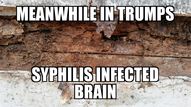 meanwhile in trumps syphilis infected brain Meme Generator