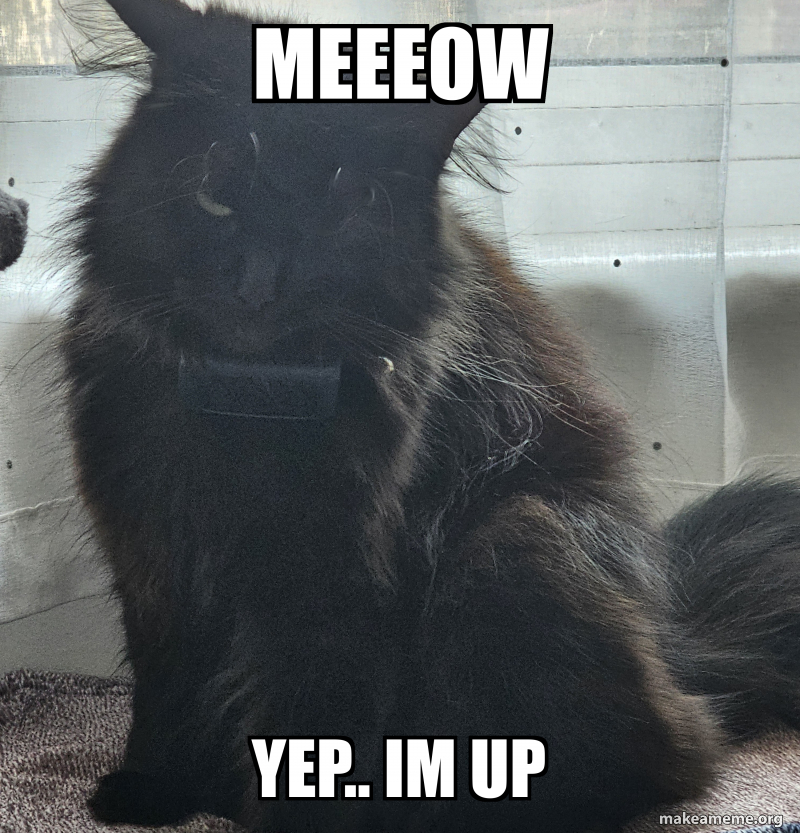 Meeeow Yep.. im up Meme Generator