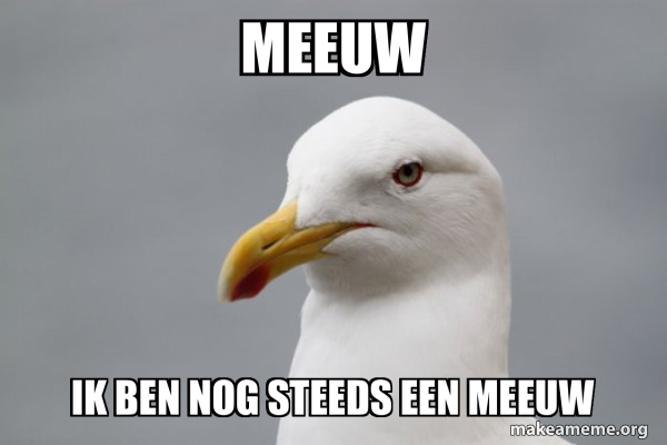 meeuw ik ben nog steeds een meeuw - Stuff That Didn't Happen Seagull ...