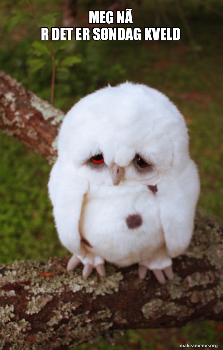 meg når det er søndag kveld - Sad Owl Meme Generator