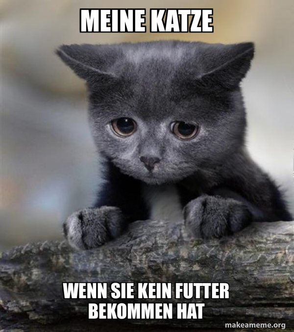 Meine Katze wenn sie kein Futter bekommen hat - Confession Cat Meme ...