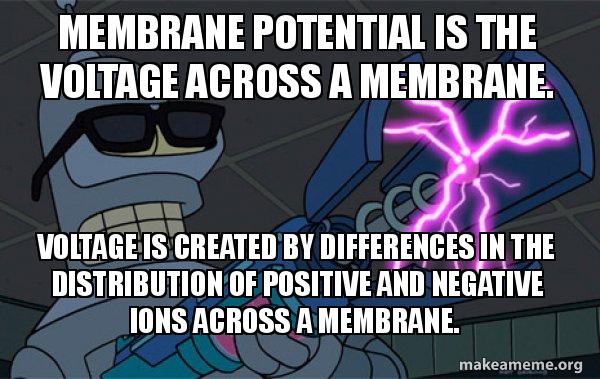 Membrane potential is the voltage across a membrane. Voltage is created ...