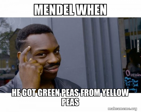 Mendel when He got green peas from yellow peas - Roll Safe Black Guy ...