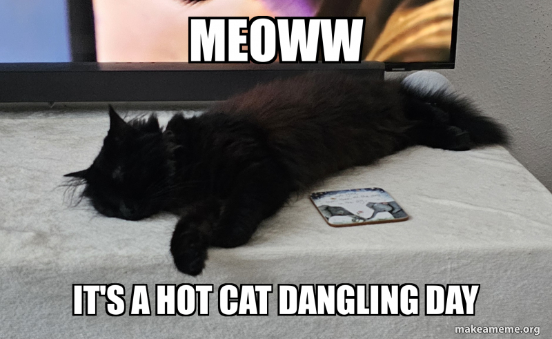 Meoww It's a hot cat dangling day Meme Generator