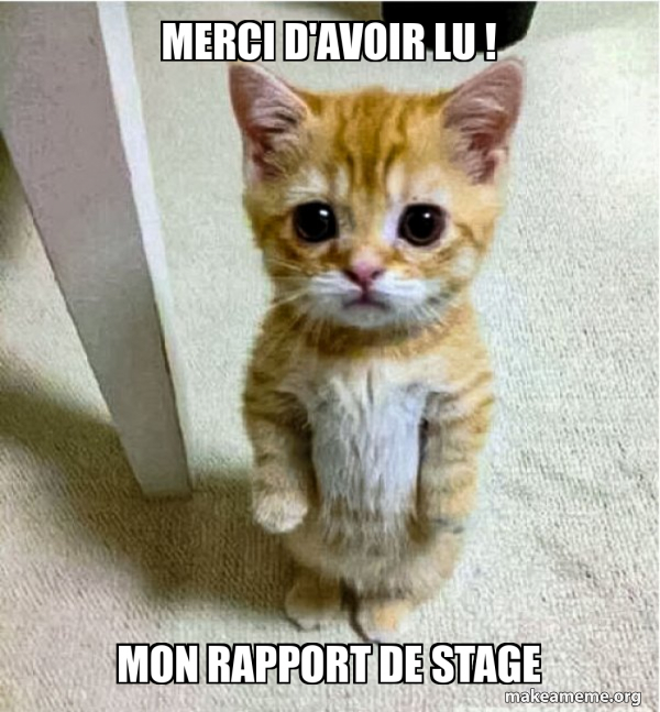 merci d'avoir lu ! mon rapport de stage - Cute Cat Standing Meme Generator