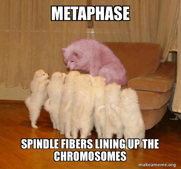 metaphase spindle fibers lining up the chromosomes - Malicious ...