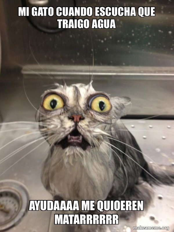 mi gato cuando escucha que traigo agua AYUDAAAA ME QUIOEREN MATARRRRRR ...
