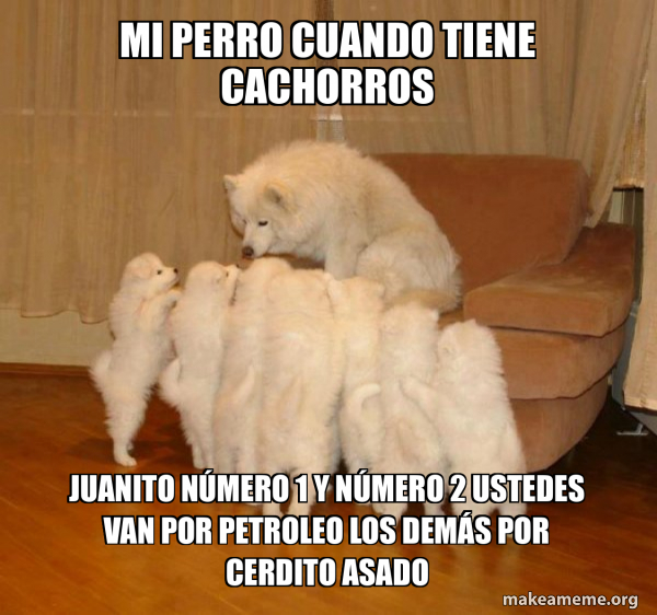 Mi perro cuando tiene cachorros Juanito número 1 y número 2 ustedes van ...