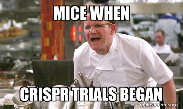 mice when crispr trials began - Gordon Ramsay Hell's Kitchen Meme Generator