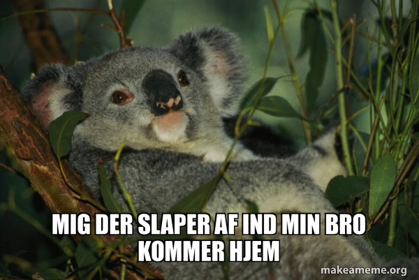 mig der slaper af ind min bro kommer hjem - Laid Back Koala Meme Generator