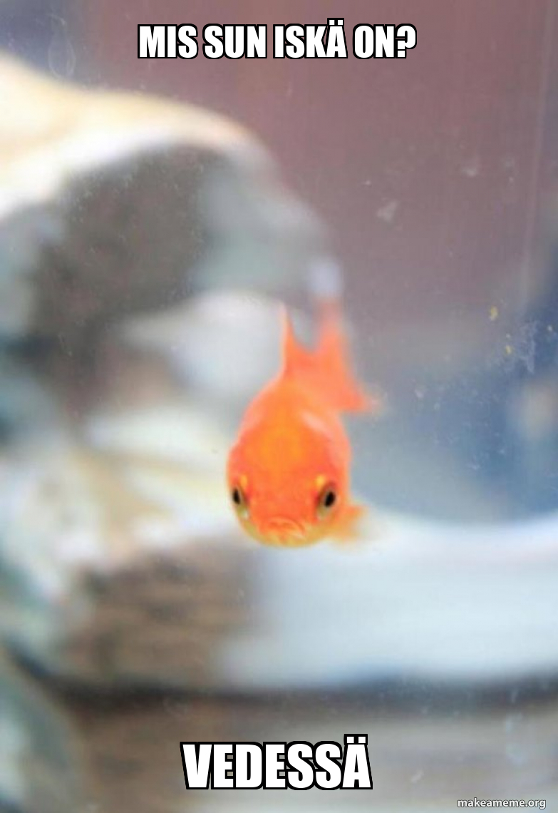 Mis sun iskä on? Vedessä - Grumpy Fish Meme Generator