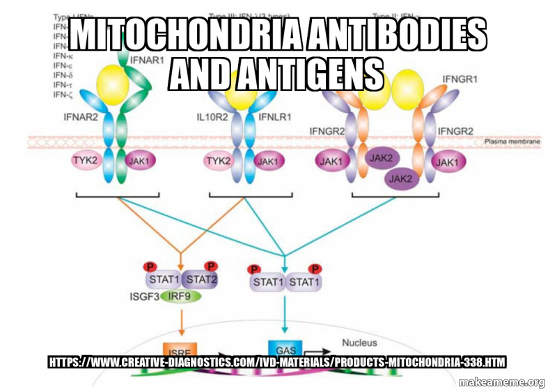 Mitochondria Antibodies and Antigens https://www.creative-diagnostics ...
