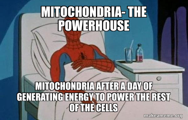 Mitochondria- The powerhouse Mitochondria after a day of generating ...