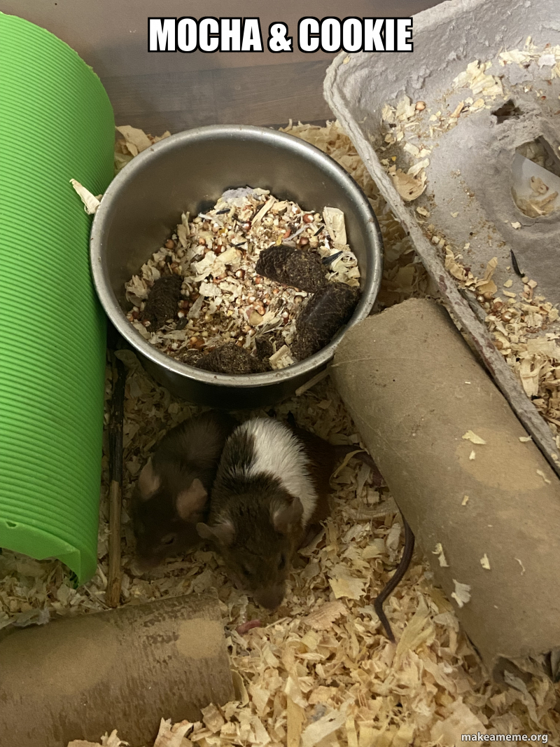 Mocha & Cookie Meme Generator